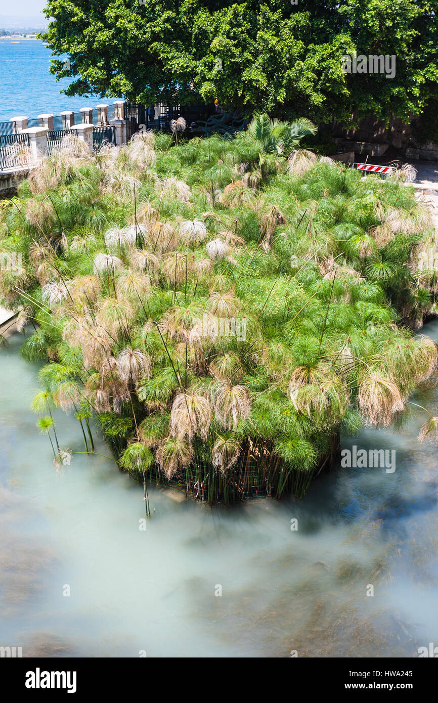 travel to Italy - view of Fonte Arethusa (Spring of Arethusa) in ...