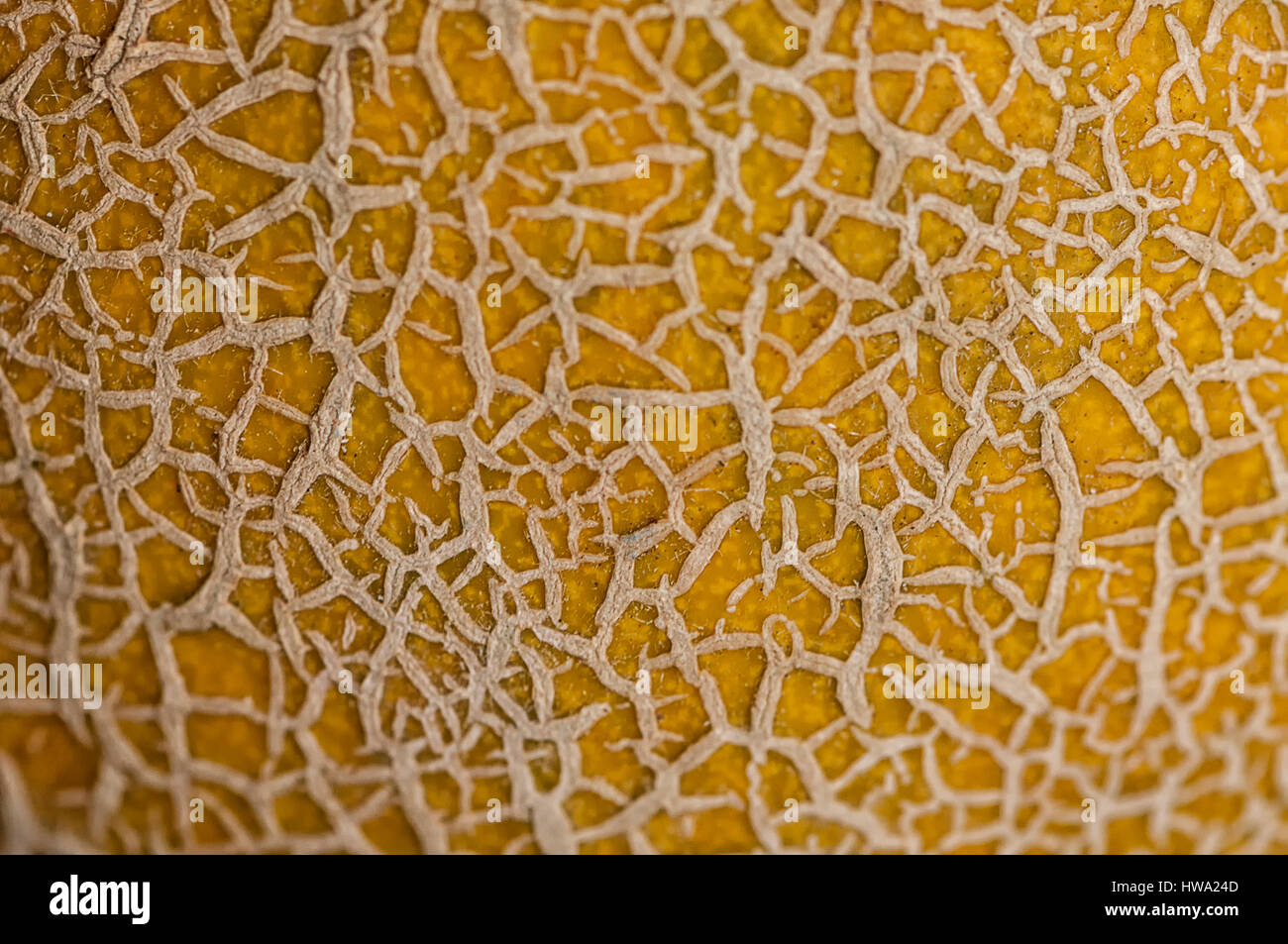 Close-up on a honeydew melon. Texture background Stock Photo - Alamy