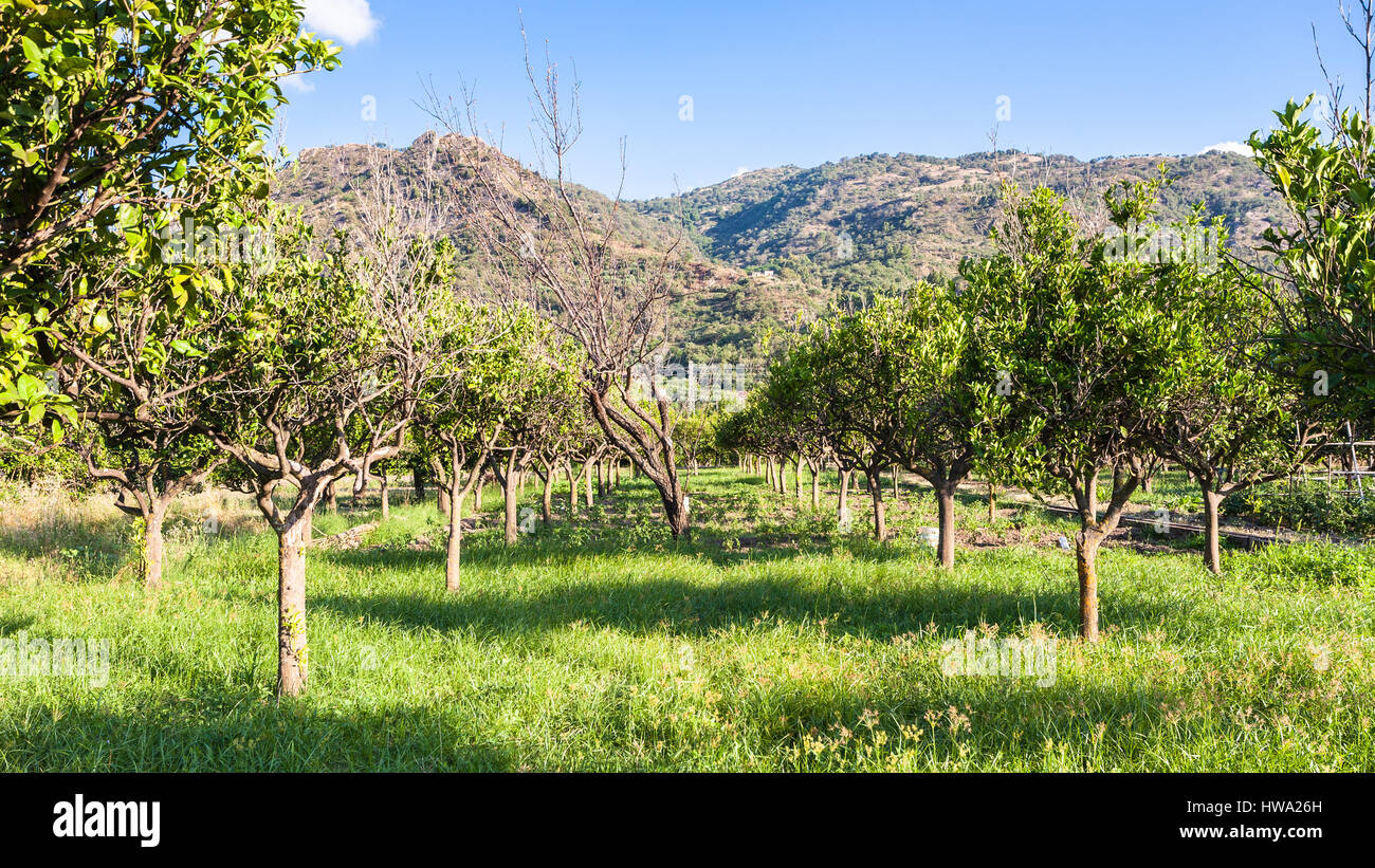 agricultural tourism in Italy - Citrus garden in Sicily in summer day ...