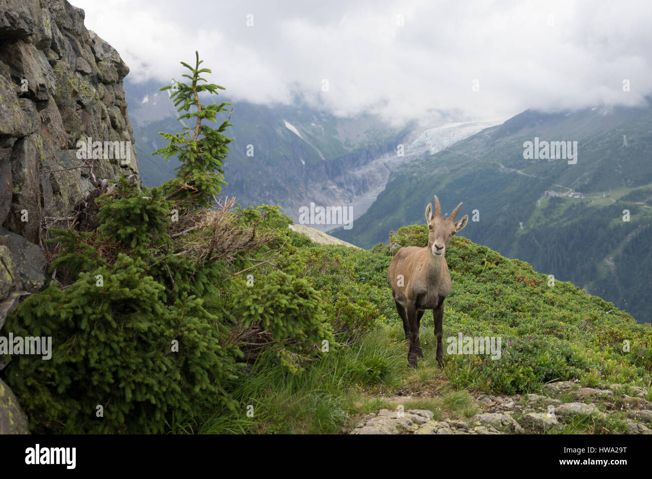 Female Alpine Ibex (Scientific name: Capra ibex) in the French Alps ...
