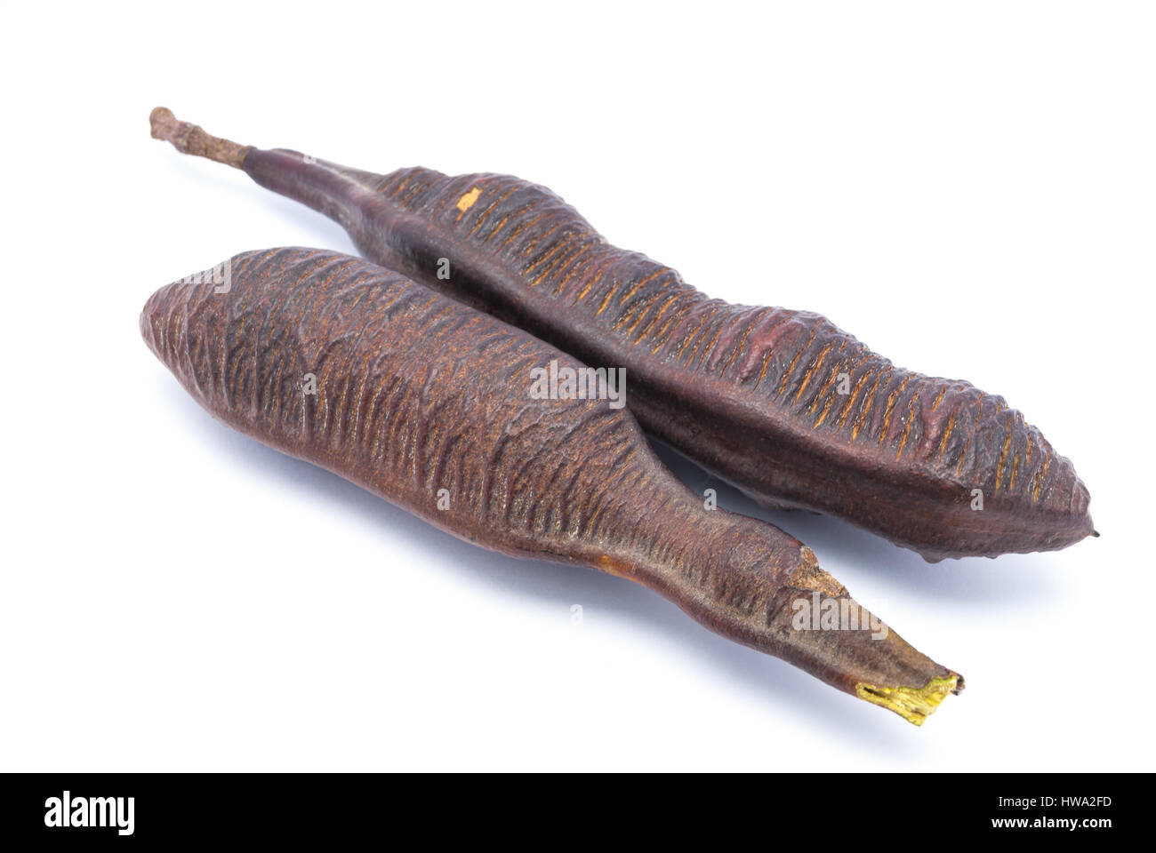 Dry Pods of Java Cassia/ Pink Shower/ Apple Blossom/ Rainbow Shower ...