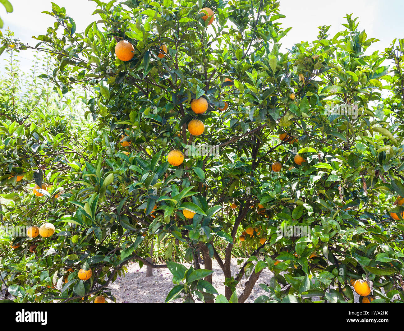 agricultural tourism in Italy - ripe oranges on tree in Sicily Stock ...