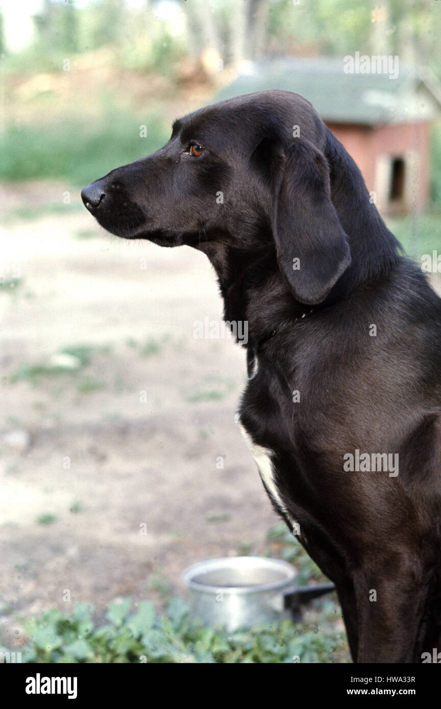 Black setter hi-res stock photography and images - Alamy