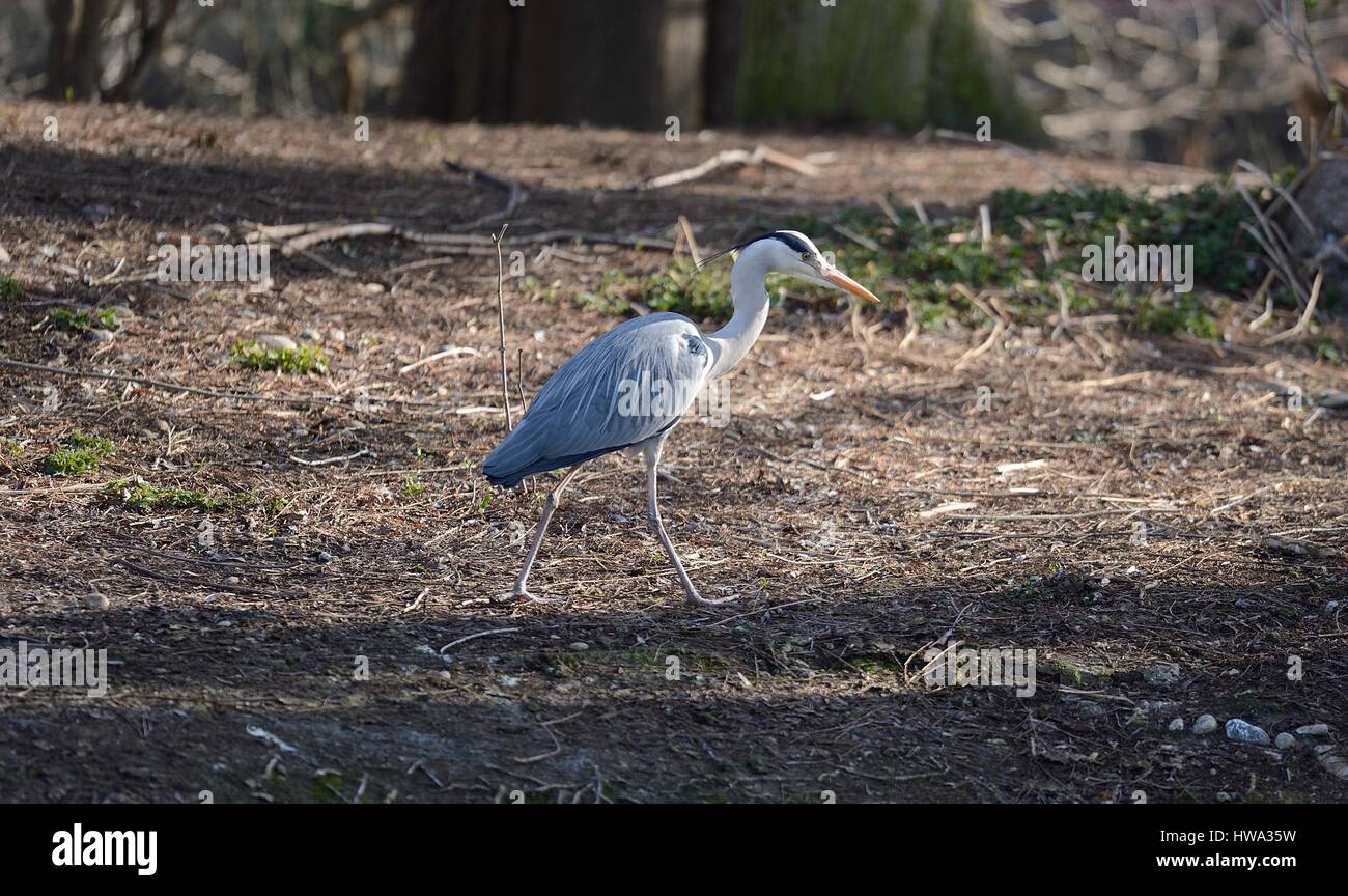 Walking Grey Heron Stock Photo - Alamy