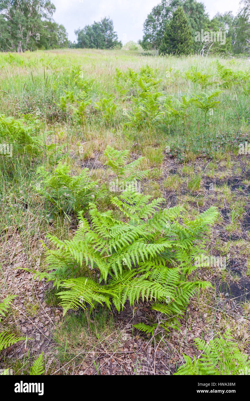 travel to Italy - green fern on slope of Etna volcano in Sicily in ...