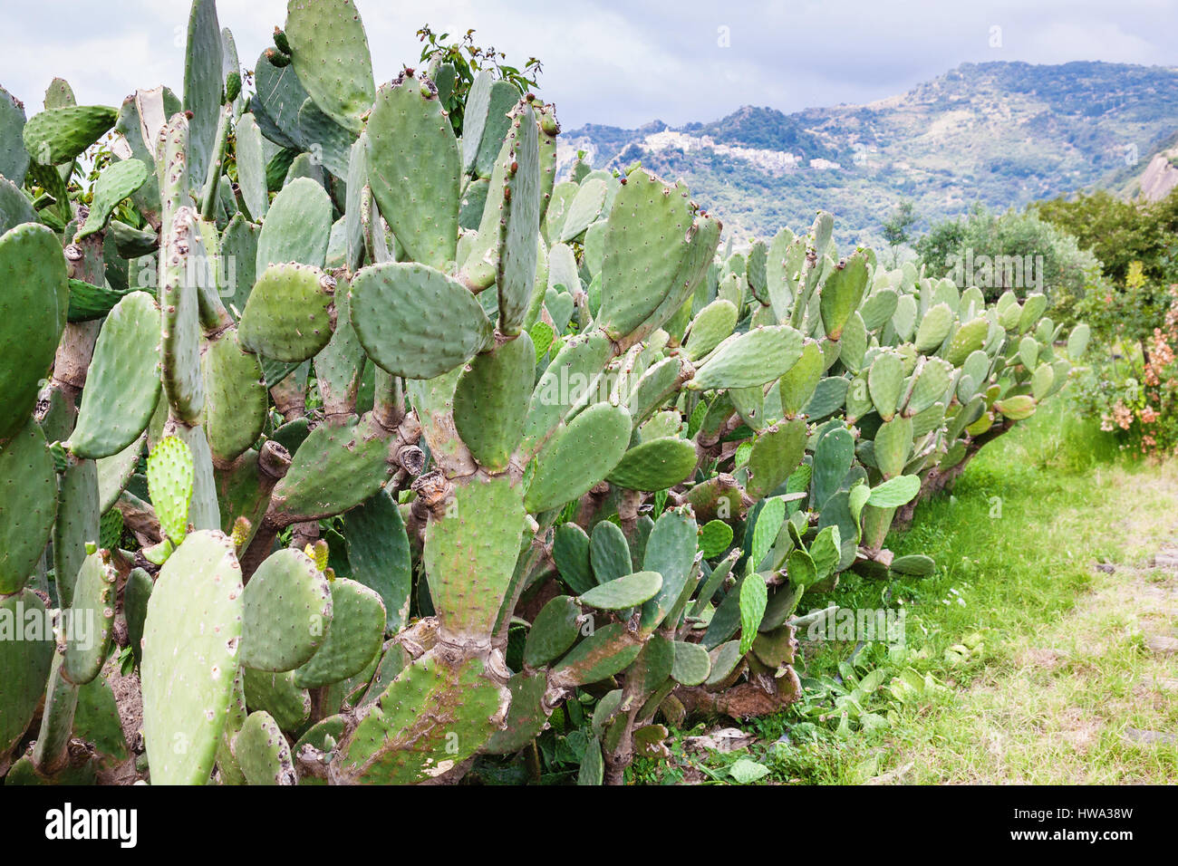 agricultural tourism in Italy - cactus plantation in garden in Sicily ...