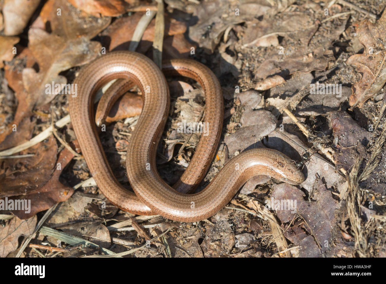 Slow and close hi-res stock photography and images - Alamy