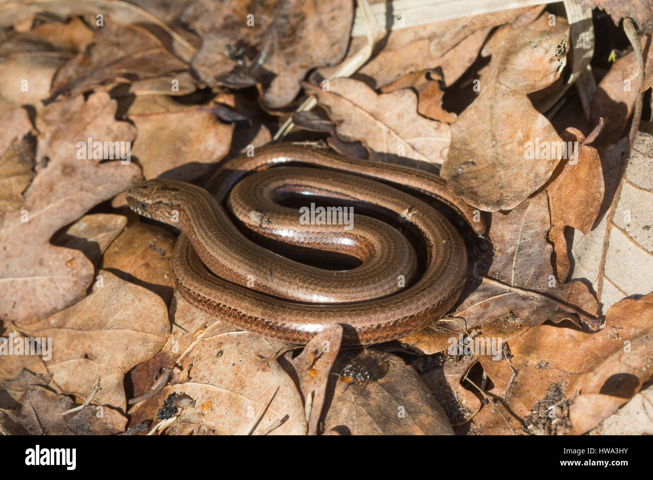 Close-up of a slow worm (Anguis fragilis) coiled up Stock Photo - Alamy