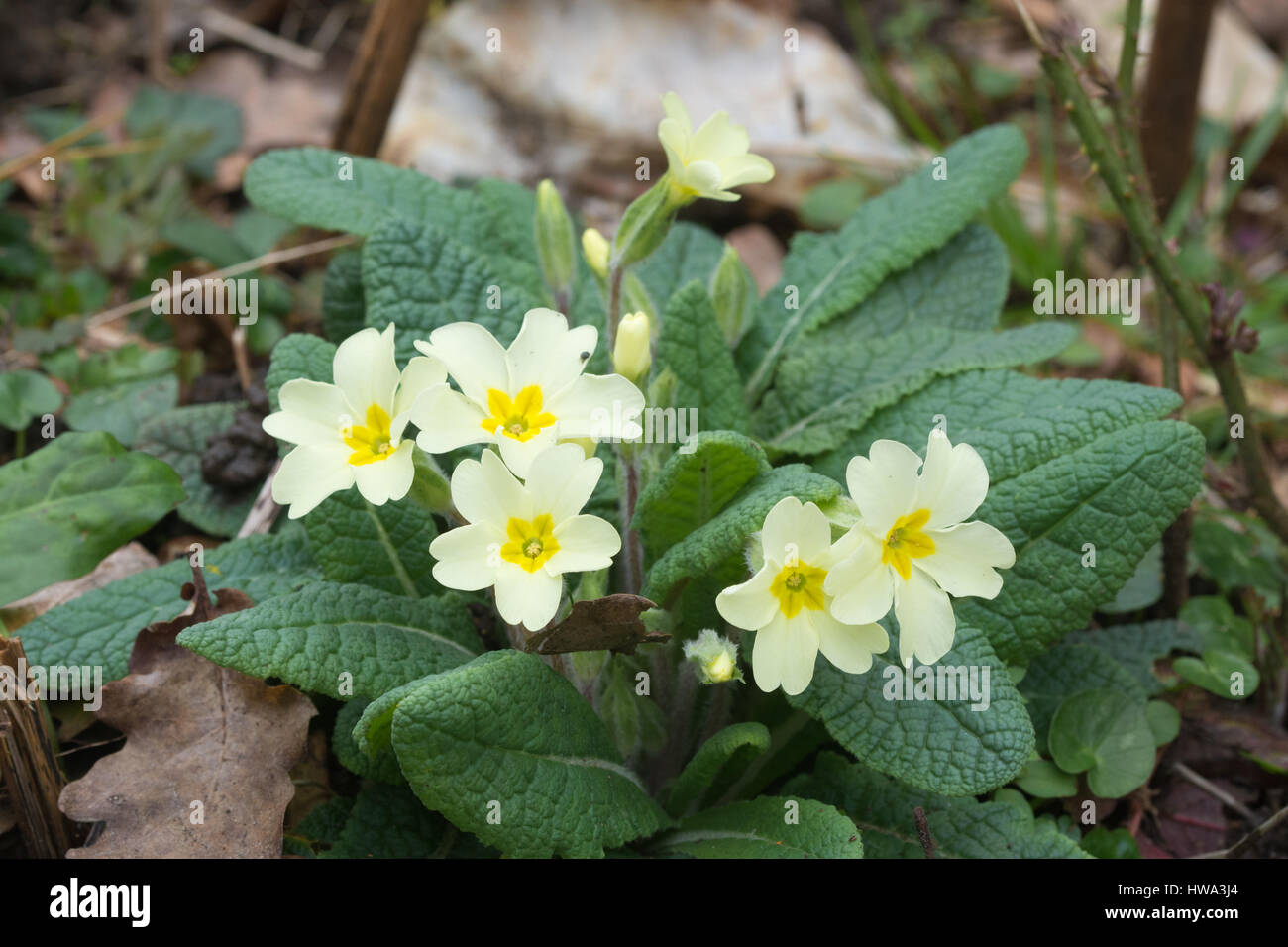 Primroses march hi-res stock photography and images - Alamy