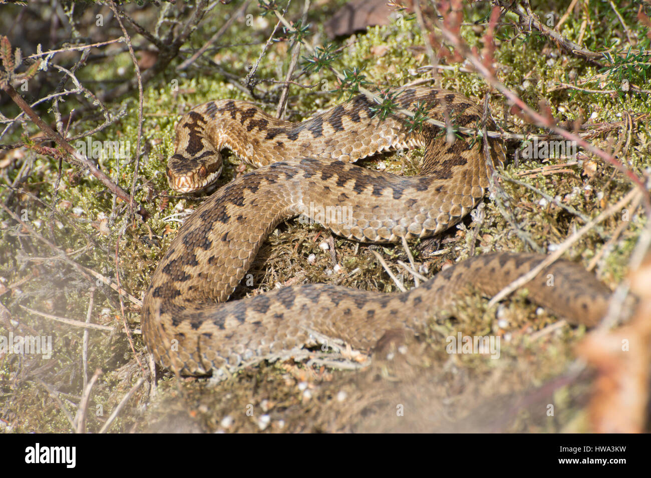 Female adder (Vipera berus) basking in the sun on moss in a Surrey ...