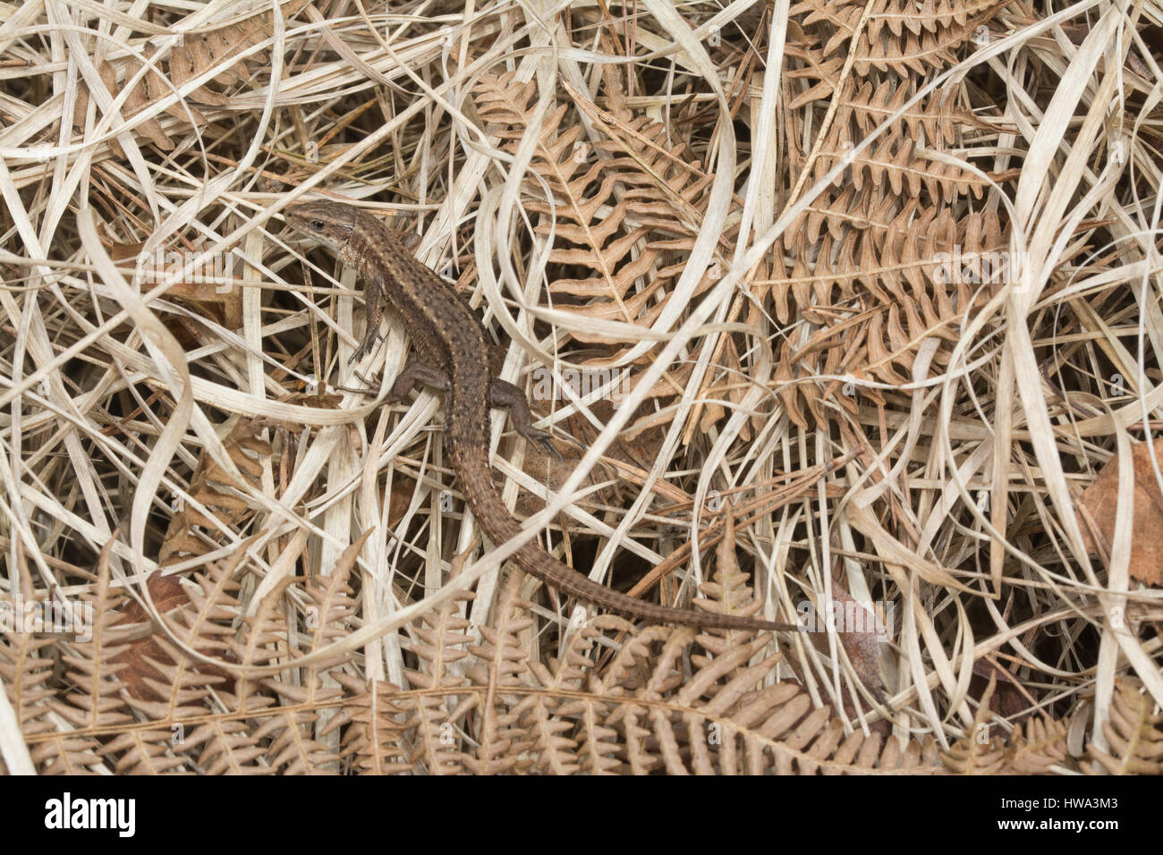 Common lizard (Zootoca vivipara) basking in dry bracken In Surrey ...