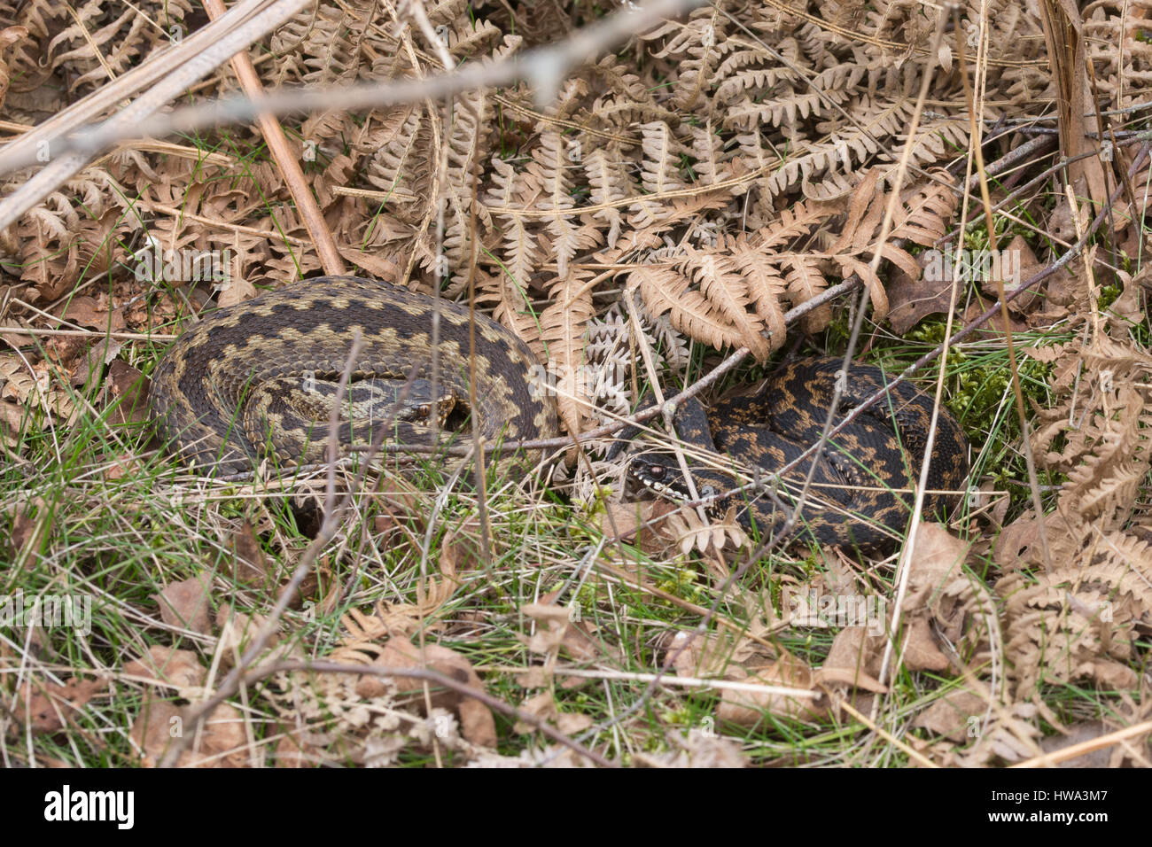 Male and female adders (Vipera berus) basking side by side in Surrey ...