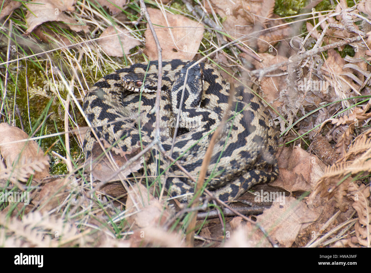 Two male adders (Vipera berus) basking together in a Surrey heathland ...