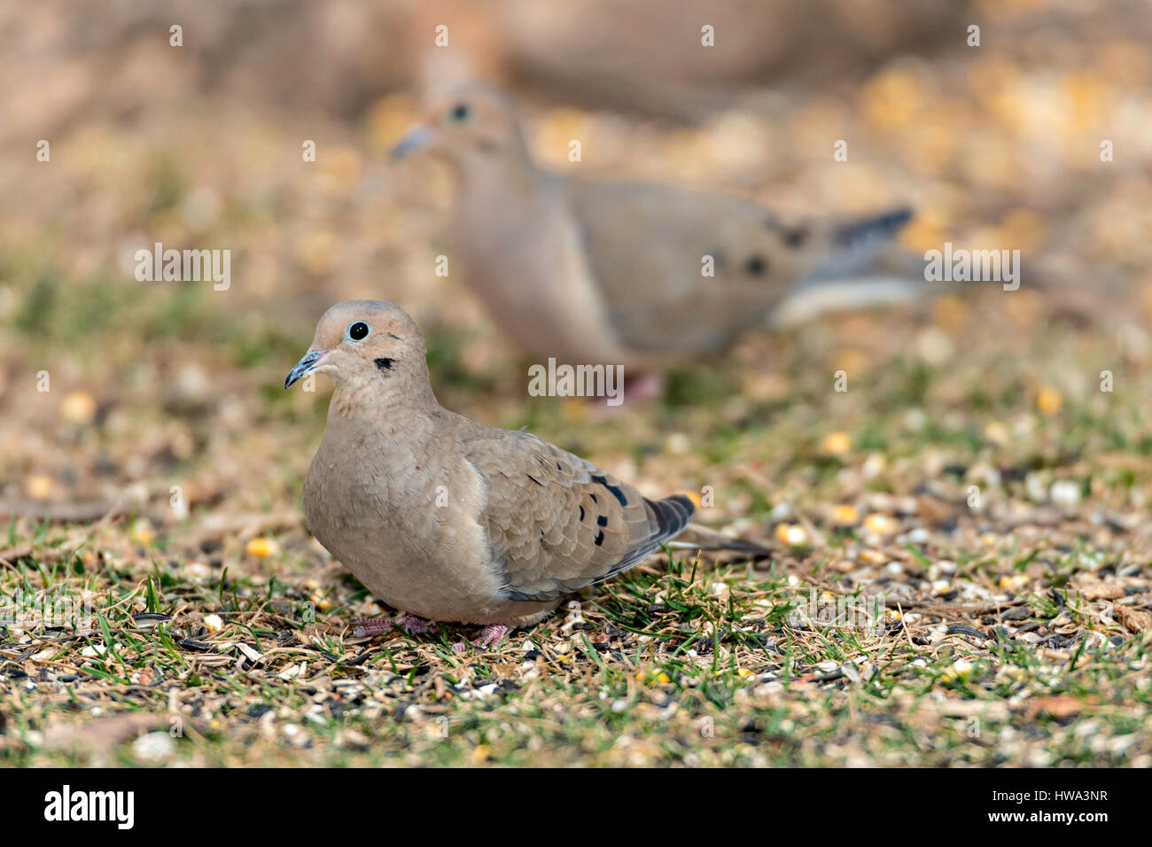 2 doves hi-res stock photography and images - Alamy 2 doves hi-res stock photography and images - Alamy