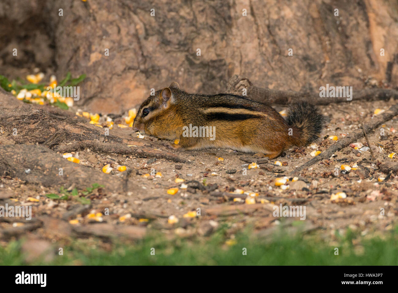 Foraging for seeds hi-res stock photography and images - Alamy