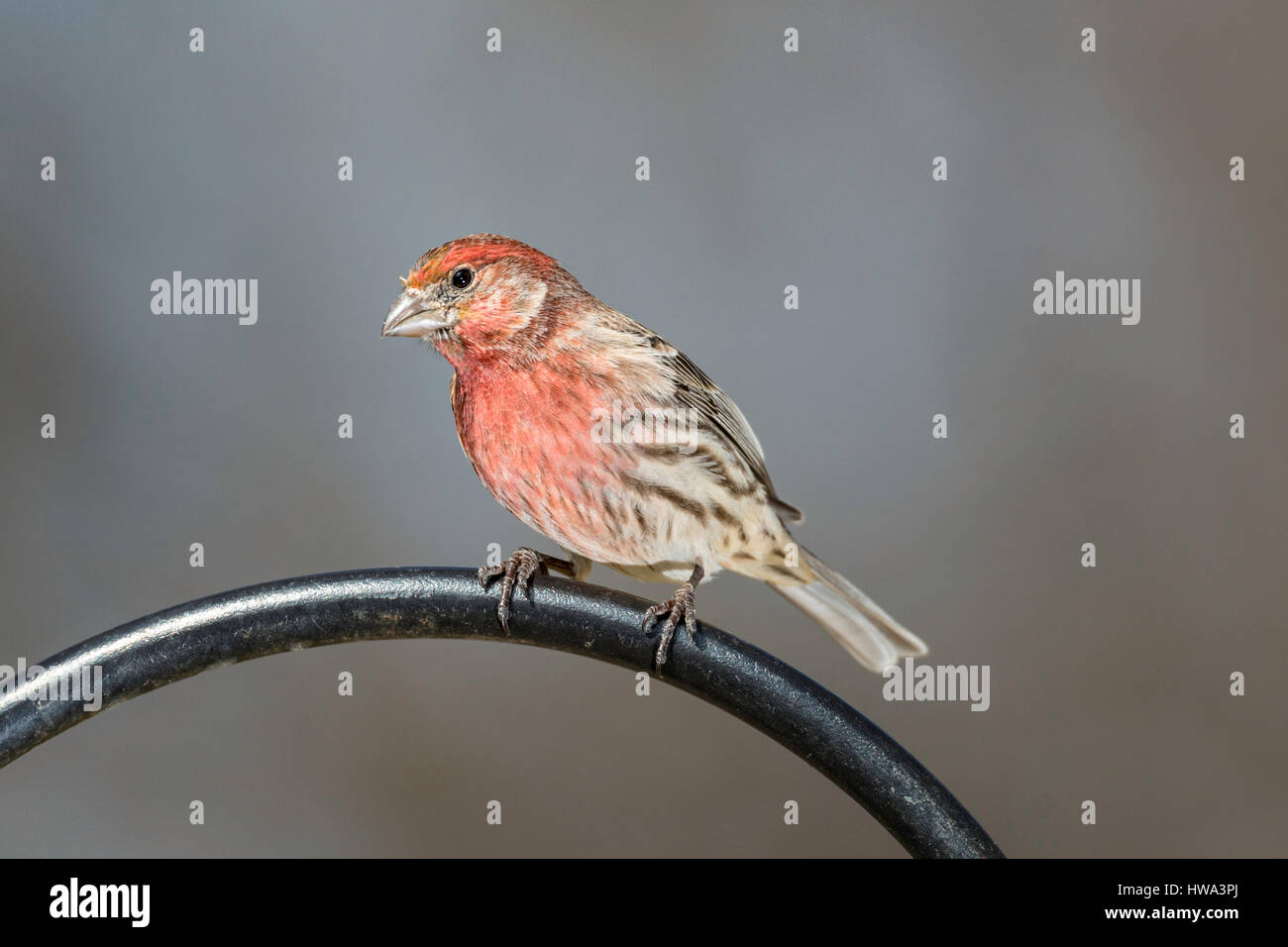 Male House Finch Stock Photo - Alamy