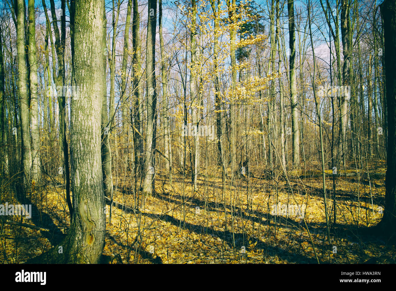 Late afternoon shadows hi-res stock photography and images - Alamy