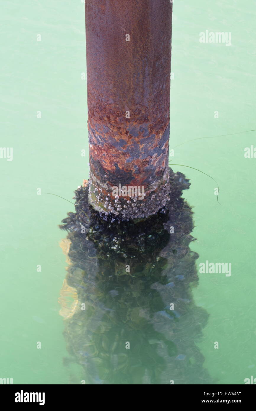 Clams and mussels growing on iron pole in the water Stock Photo - Alamy