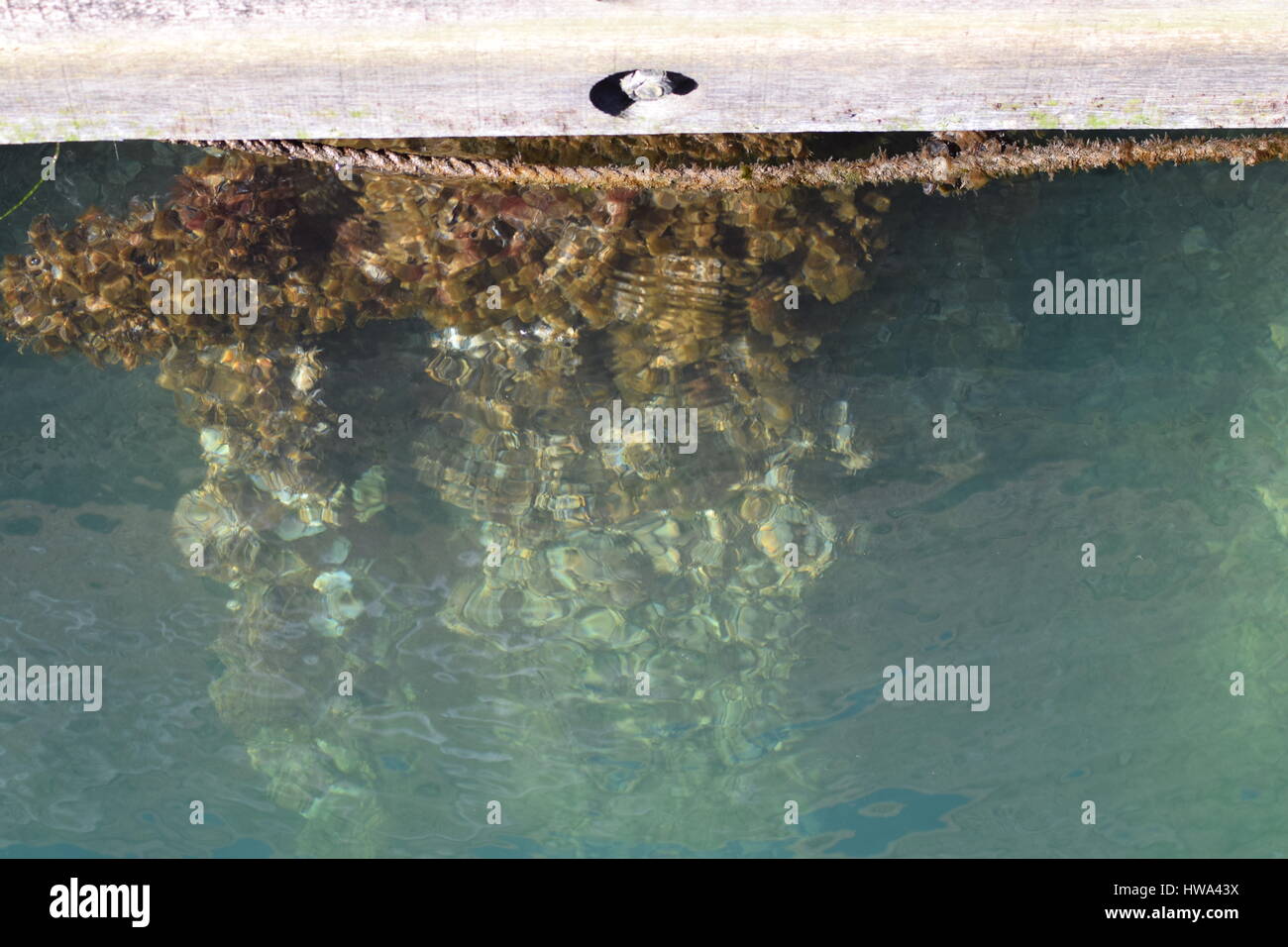 Mussels growing hi-res stock photography and images - Alamy