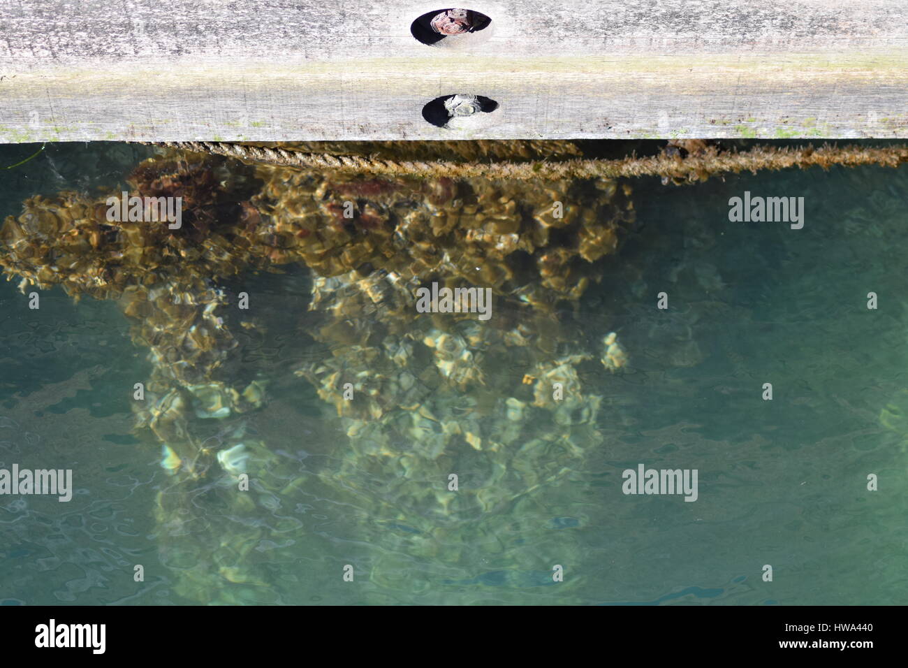Clams and mussels growing on the side of wooden pier Stock Photo - Alamy