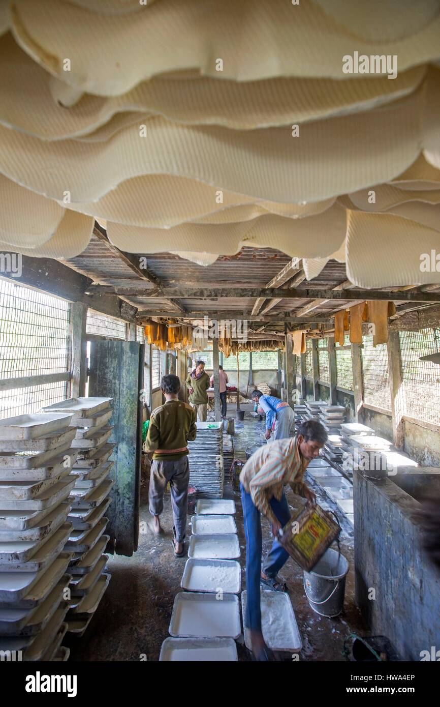 India, Tripura state, harvesting latex from rubber trees, manufacturing ...