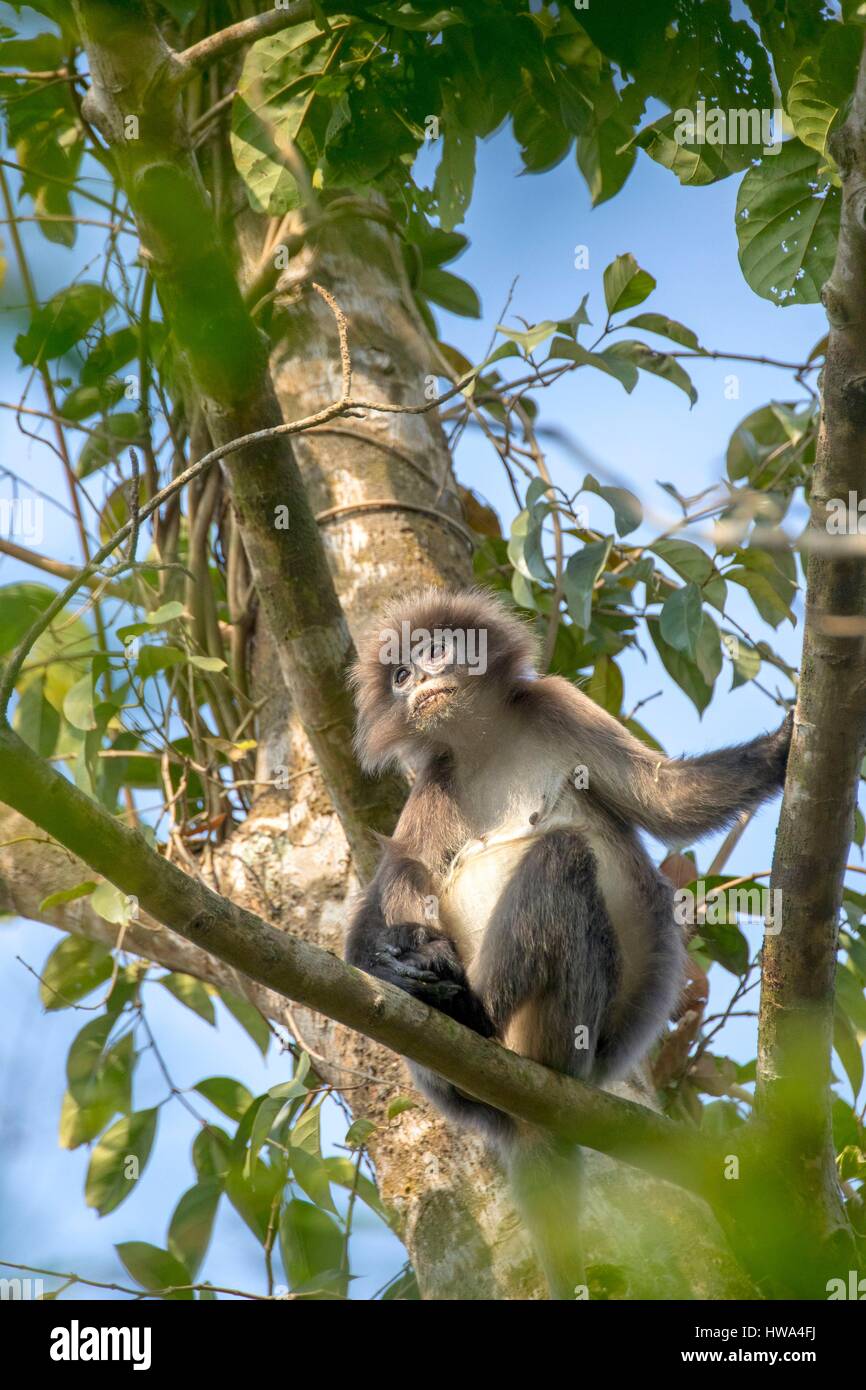India, Tripura state, Phayre's leaf monkey or Phayre's langur ...