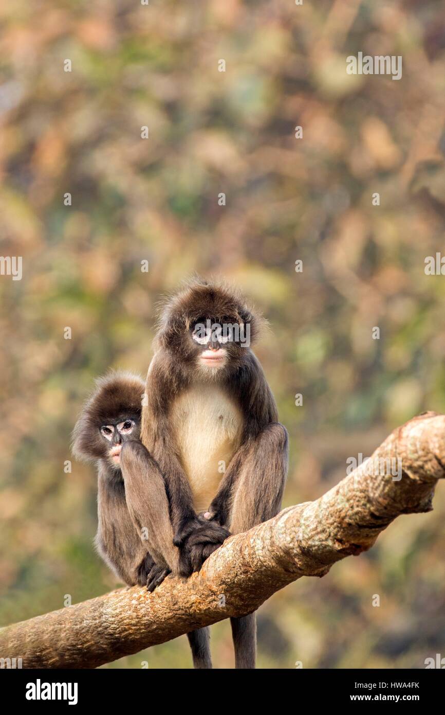 India, Tripura state, Phayre's leaf monkey or Phayre's langur ...