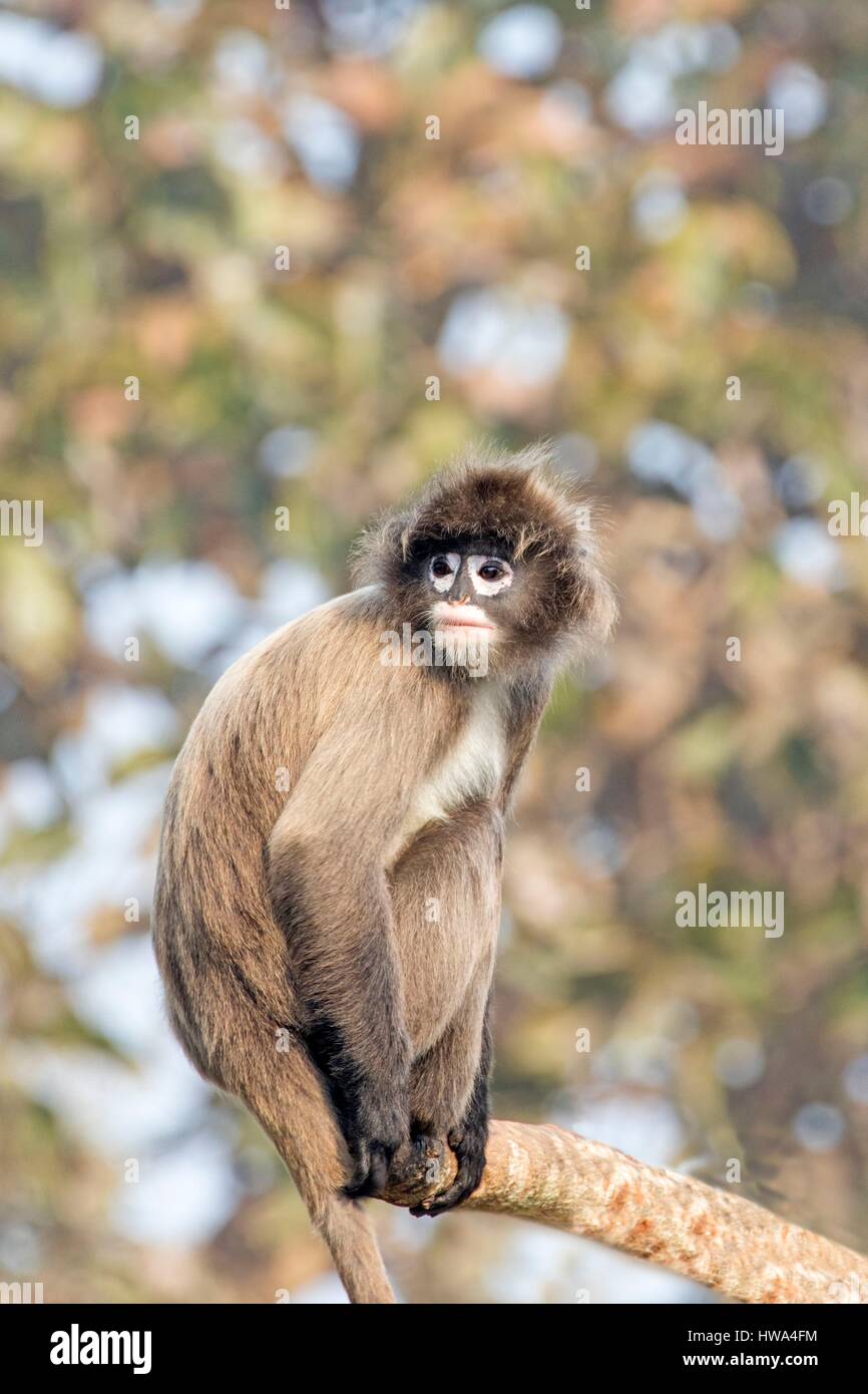 India, Tripura state, Phayre's leaf monkey or Phayre's langur ...