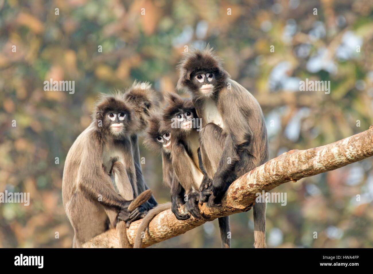 India, Tripura state, Phayre's leaf monkey or Phayre's langur ...