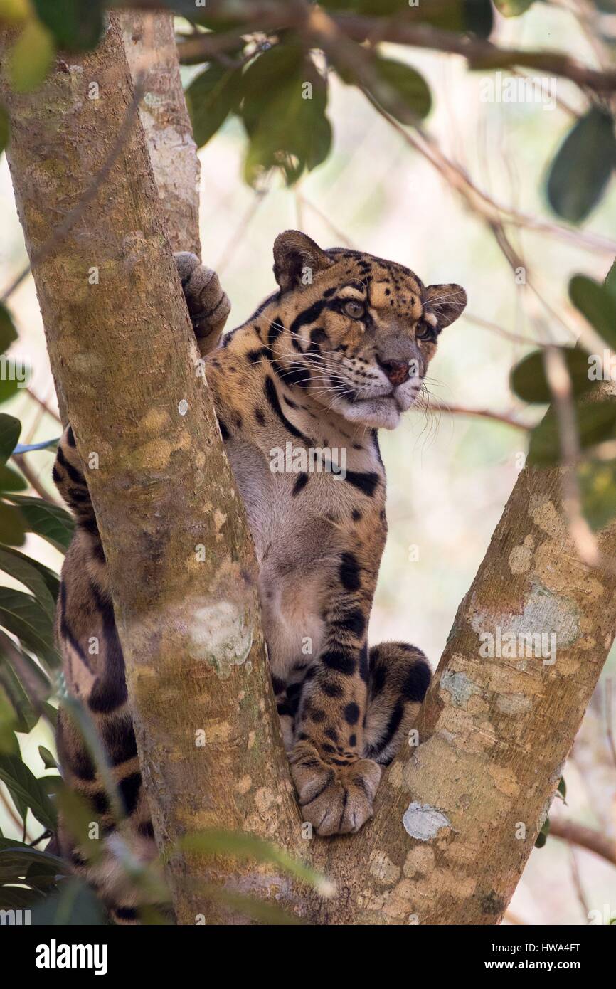 Clouded leopard india hi-res stock photography and images - Alamy