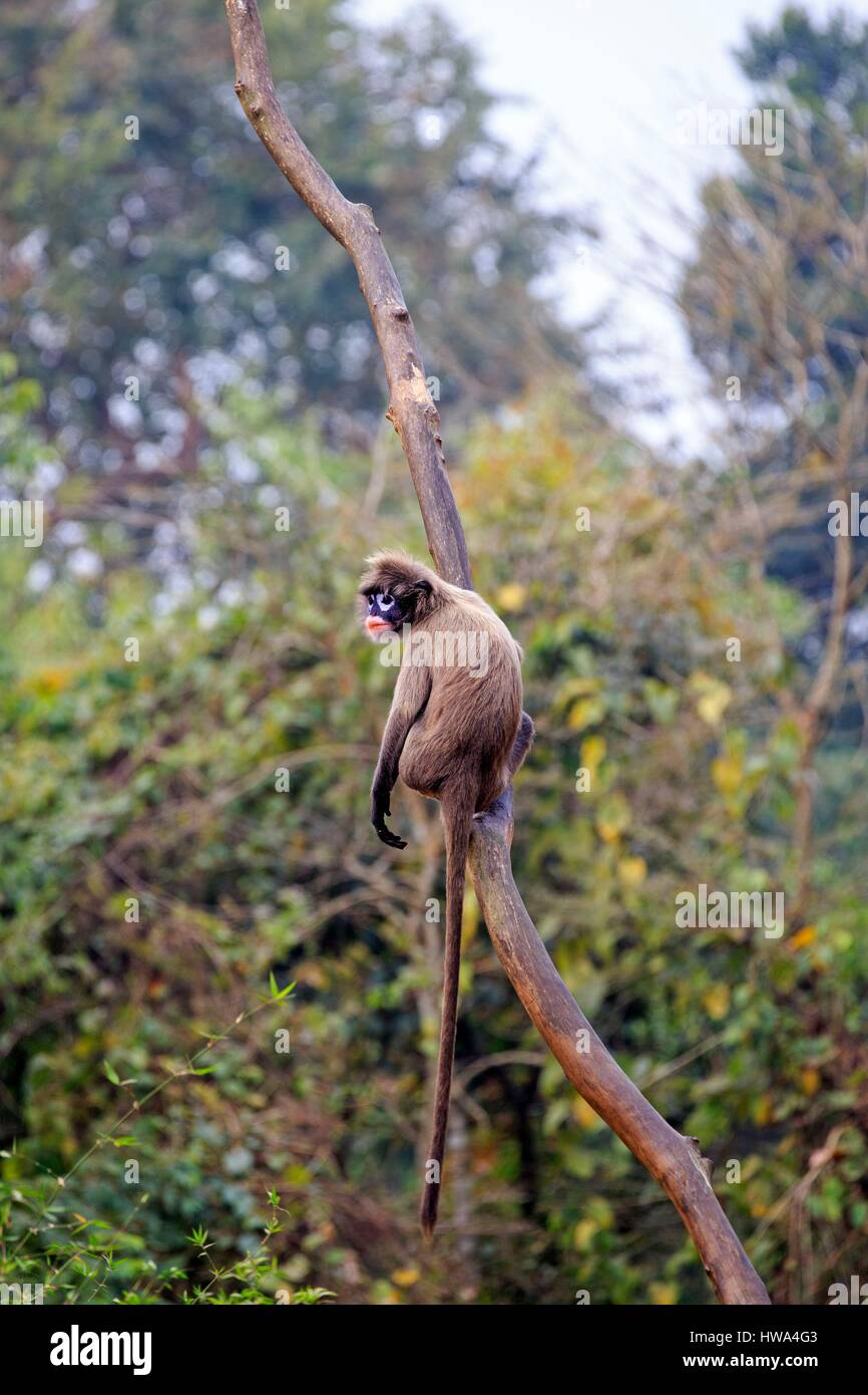 India, Tripura state, Phayre's leaf monkey or Phayre's langur ...