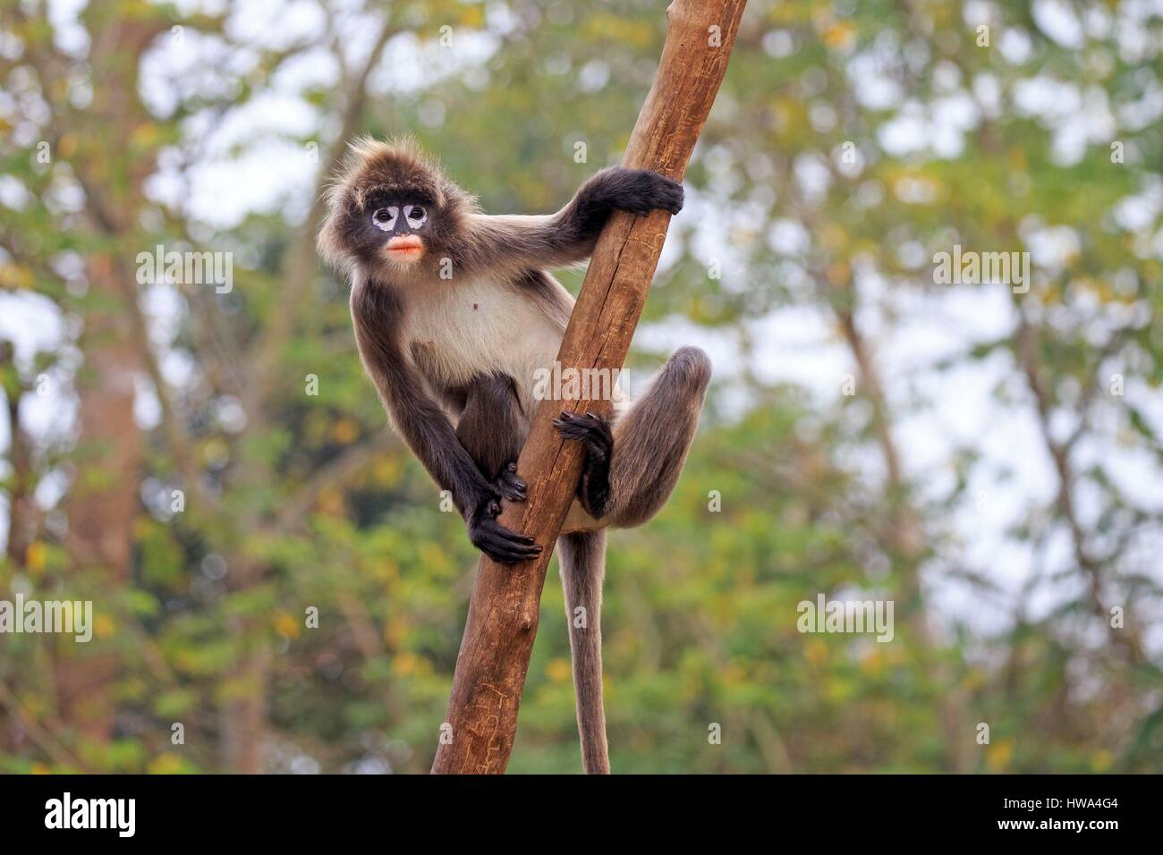 Phayre's langur hi-res stock photography and images - Alamy