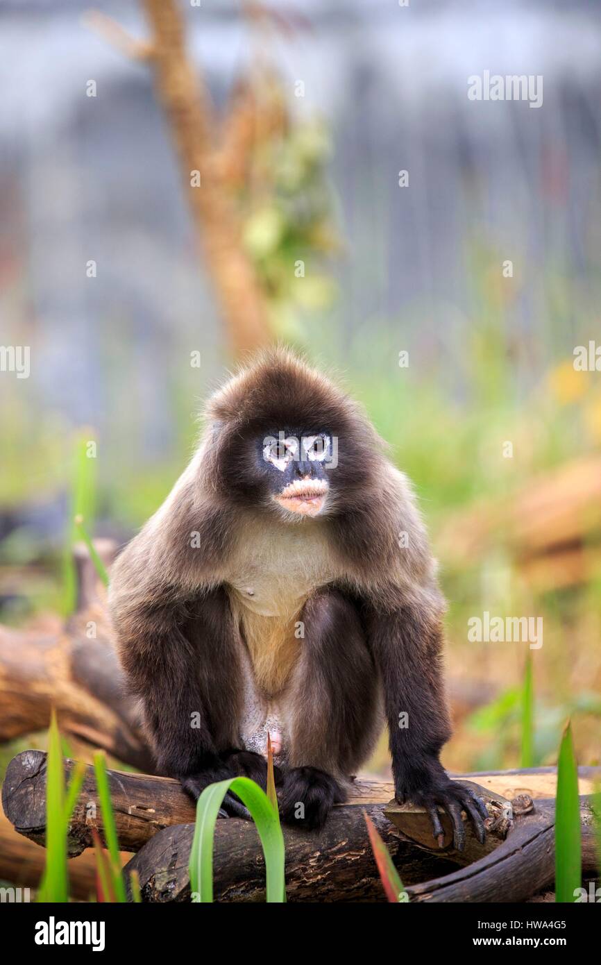 India, Tripura state, Phayre's leaf monkey or Phayre's langur ...