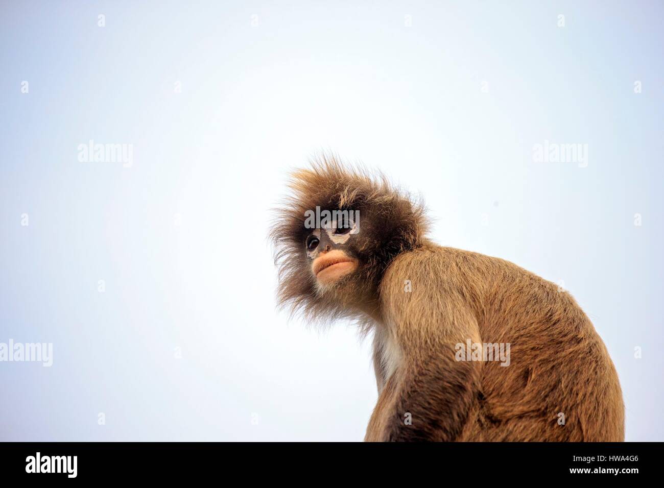 Phayre's langur hi-res stock photography and images - Alamy