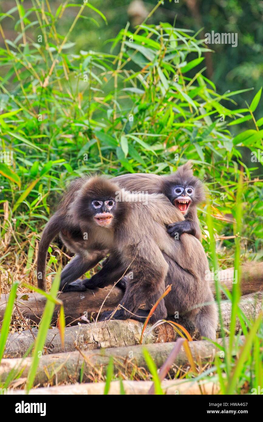 India, Tripura state, Phayre's leaf monkey or Phayre's langur ...
