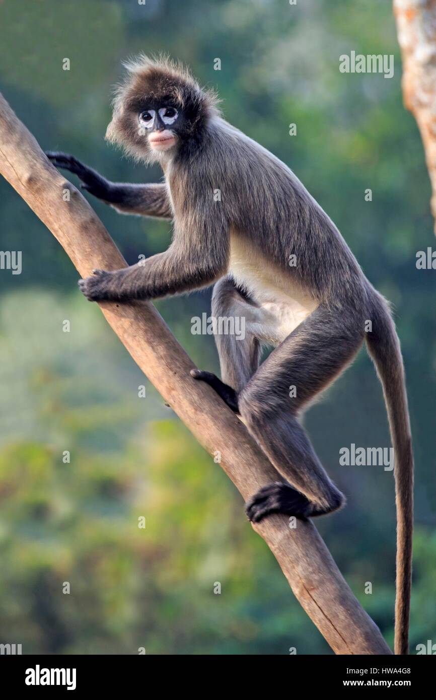 India, Tripura state, Phayre's leaf monkey or Phayre's langur ...