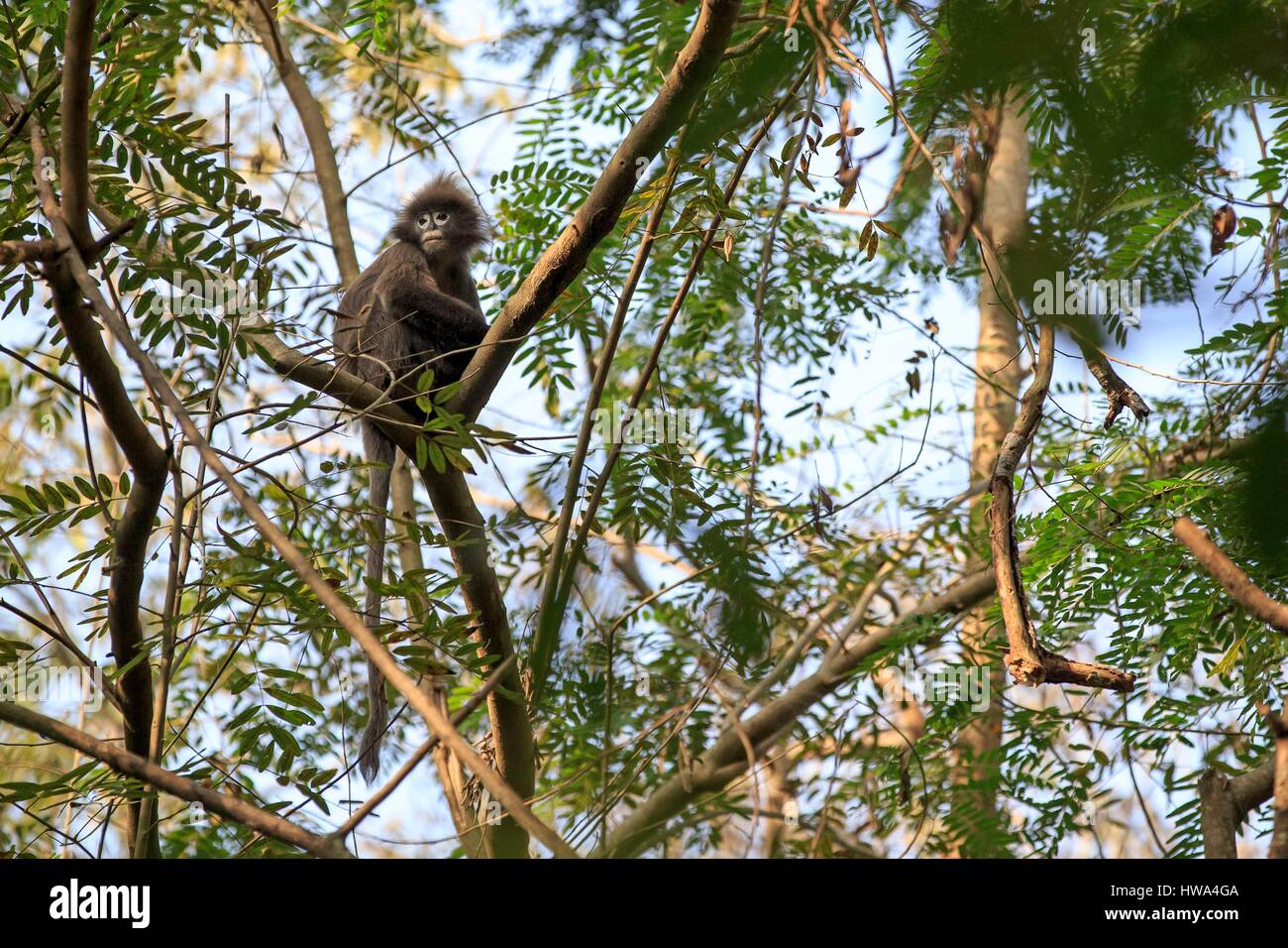 India, Tripura state, Phayre's leaf monkey or Phayre's langur ...