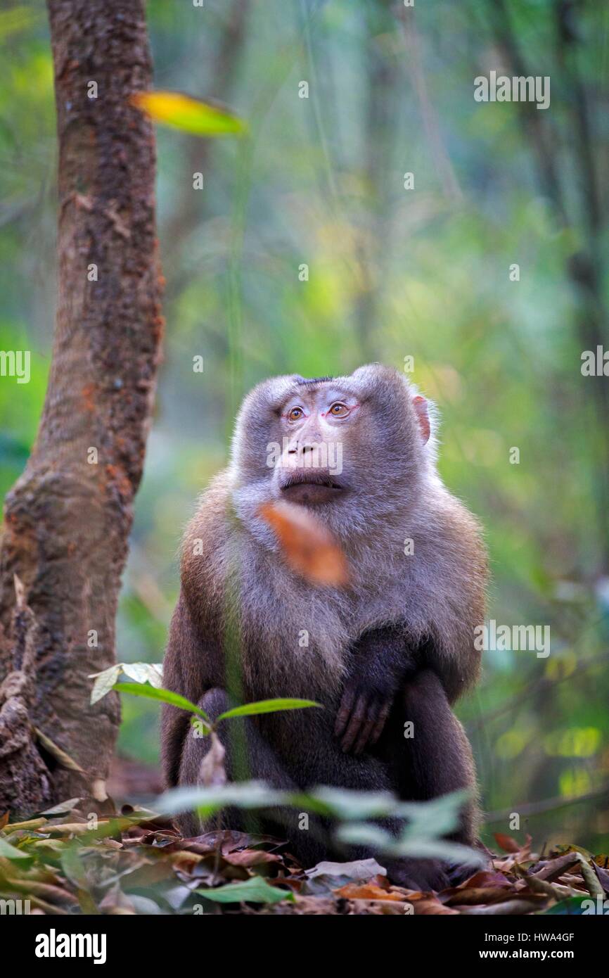 India, Tripura state, Northern pig-tailed macaque (Macaca leonina Stock ...