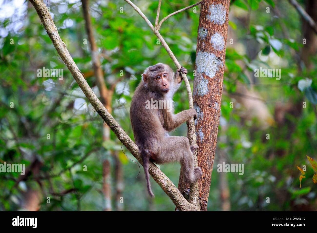 India, Tripura state, Northern pig-tailed macaque (Macaca leonina Stock ...
