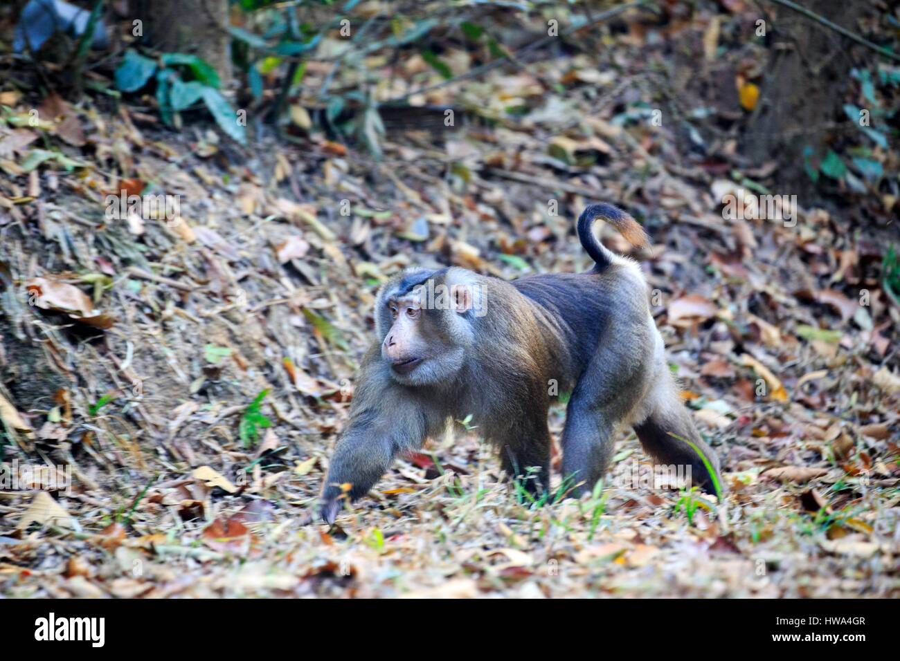 India, Tripura state, Northern pig-tailed macaque (Macaca leonina Stock ...