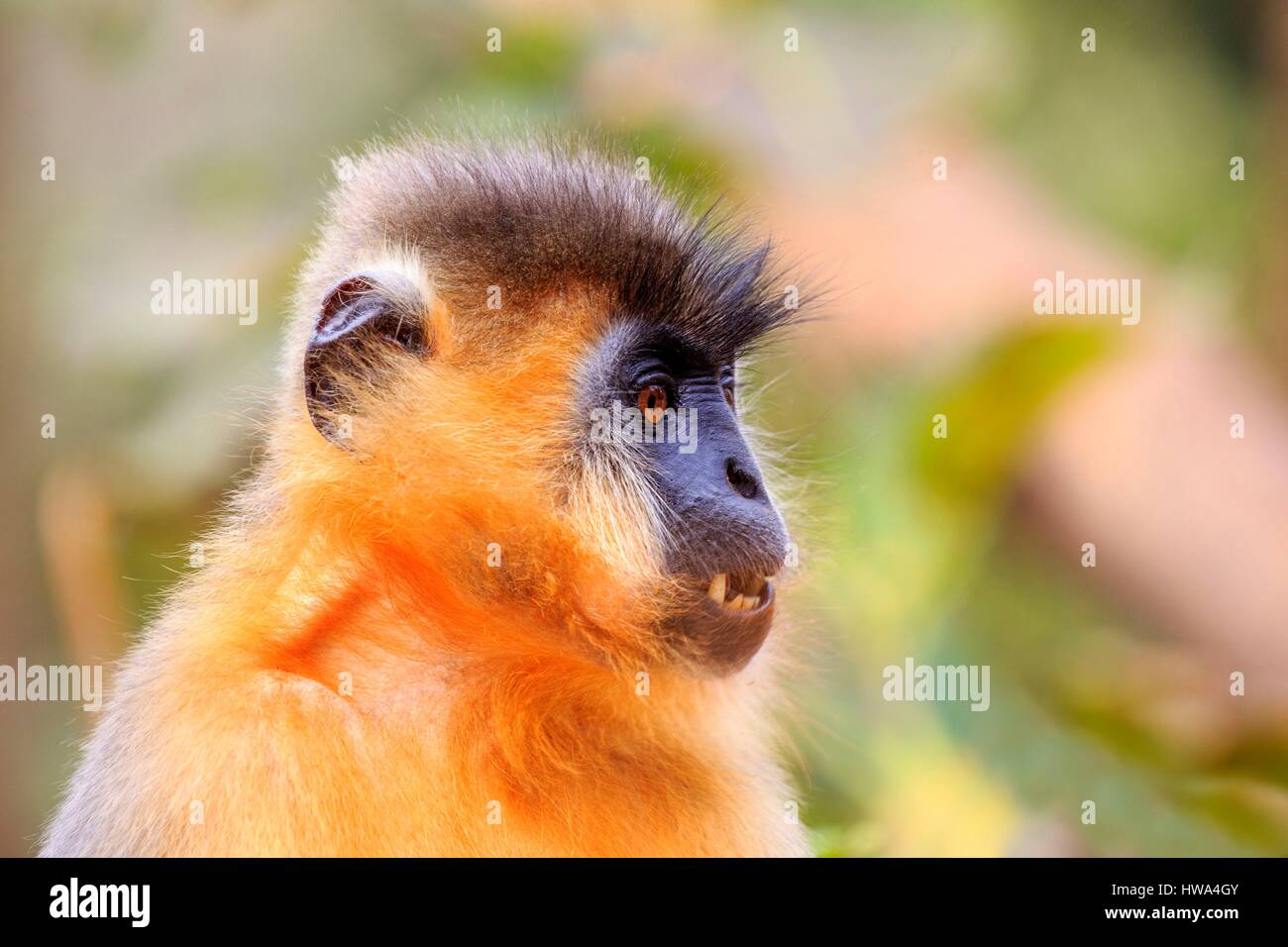 India, Tripura state, Trishna wildlife sanctuary, Capped langur ...