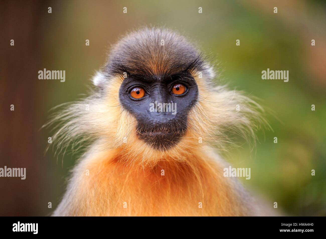 India, Tripura state, Trishna wildlife sanctuary, Capped langur ...