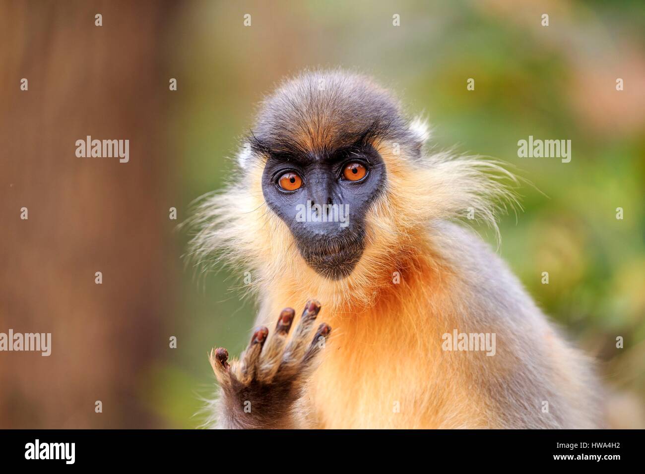 Capped langur hi-res stock photography and images - Alamy