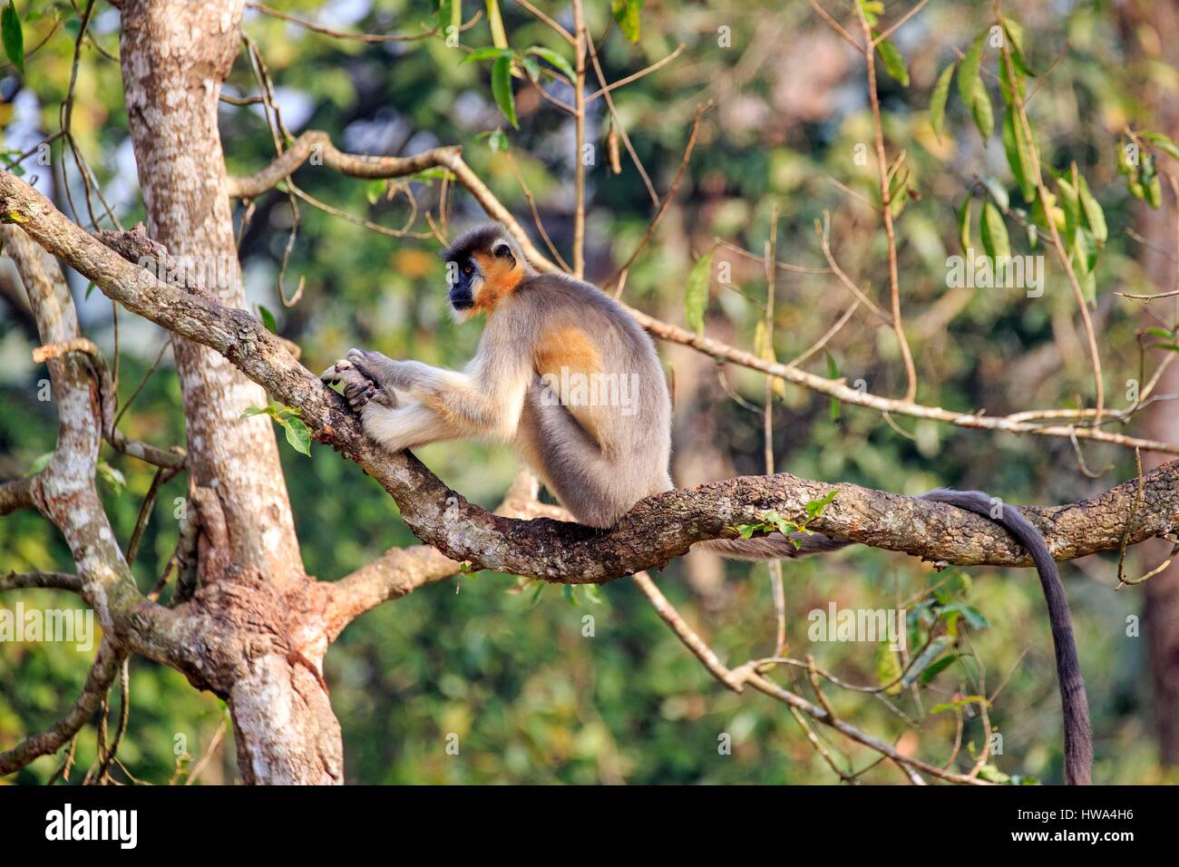 India, Tripura state, Trishna wildlife sanctuary, Capped langur ...