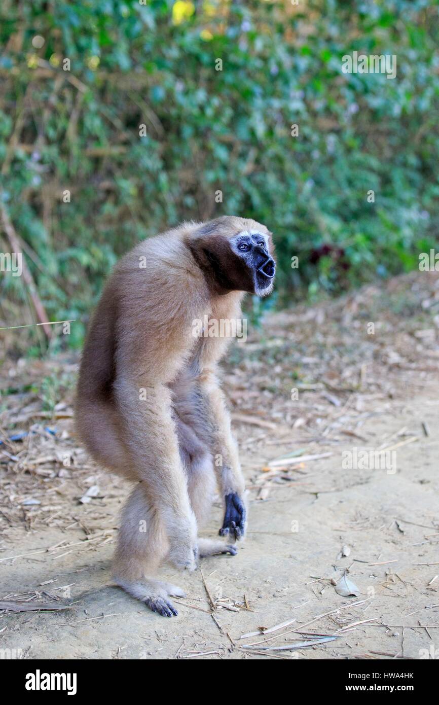 India, Tripura state, Gumti wildlife sanctuary, Western hoolock gibbon ...