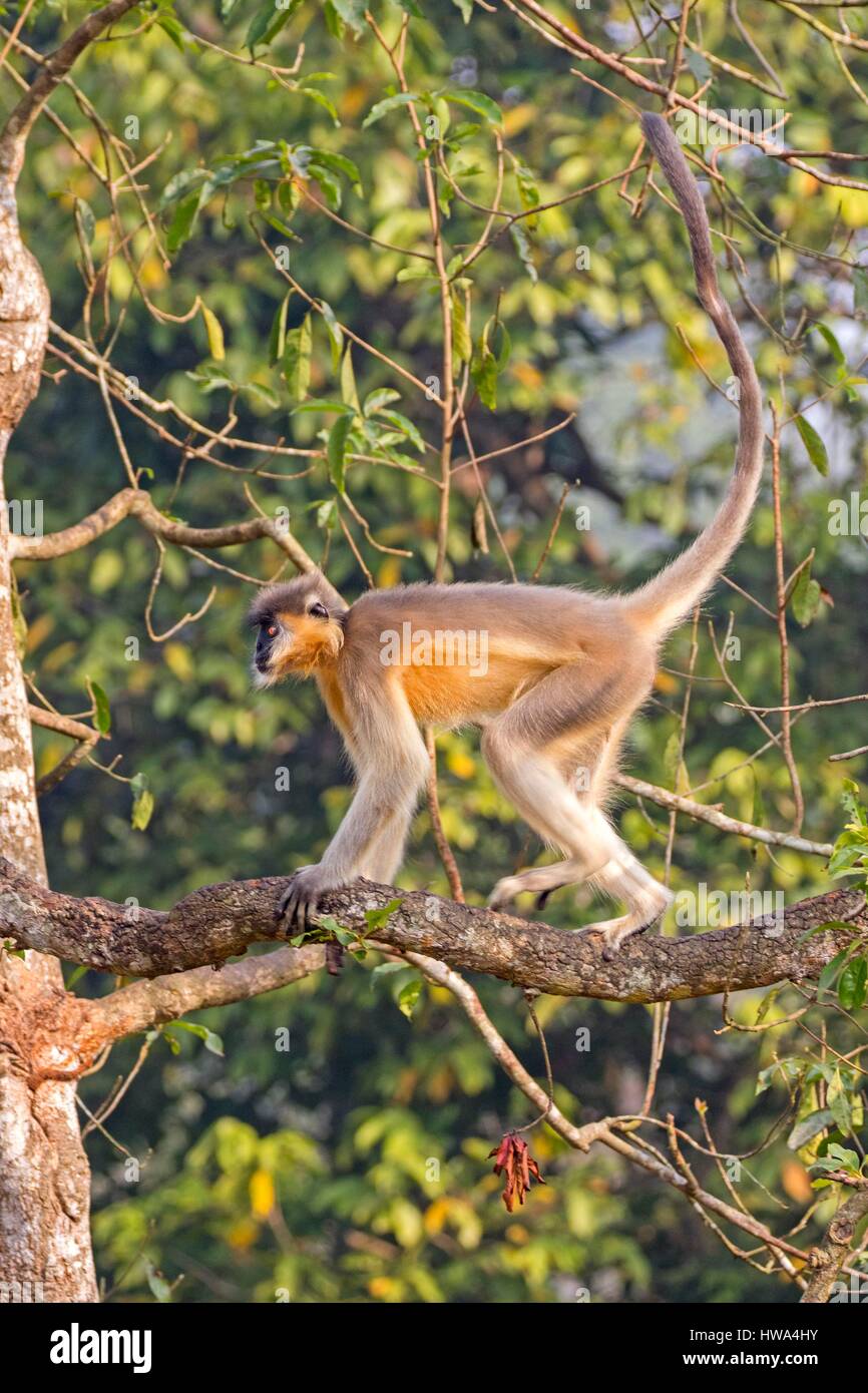 India, Tripura state, Trishna wildlife sanctuary, Capped langur ...