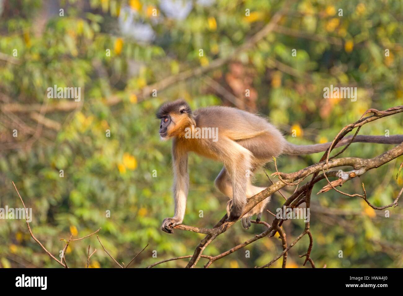 India, Tripura state, Trishna wildlife sanctuary, Capped langur ...