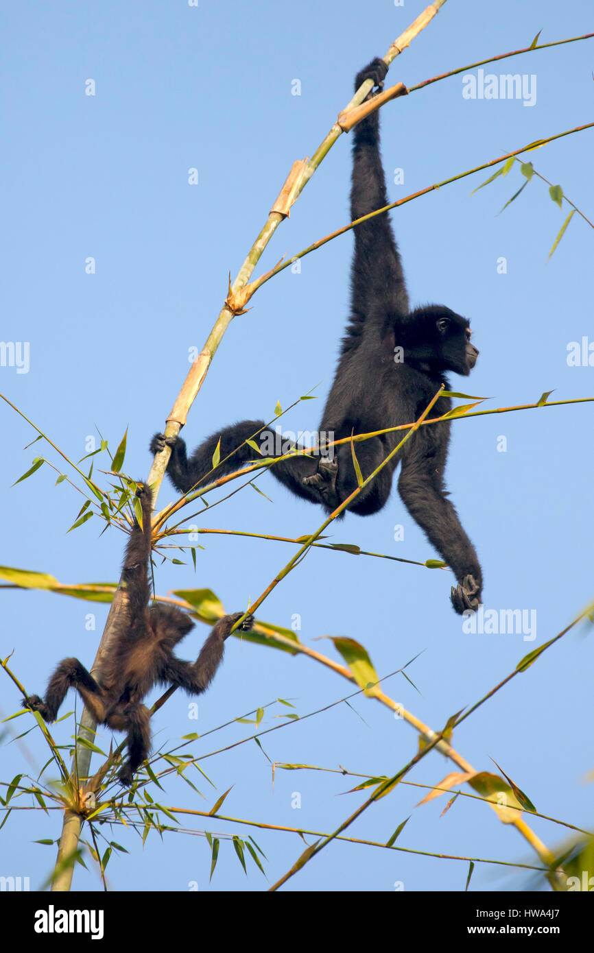 India, Tripura state, Gumti wildlife sanctuary, Western hoolock gibbon ...