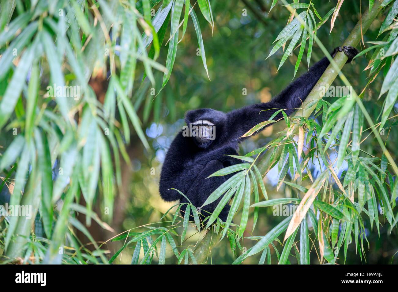 India, Tripura state, Gumti wildlife sanctuary, Western hoolock gibbon ...