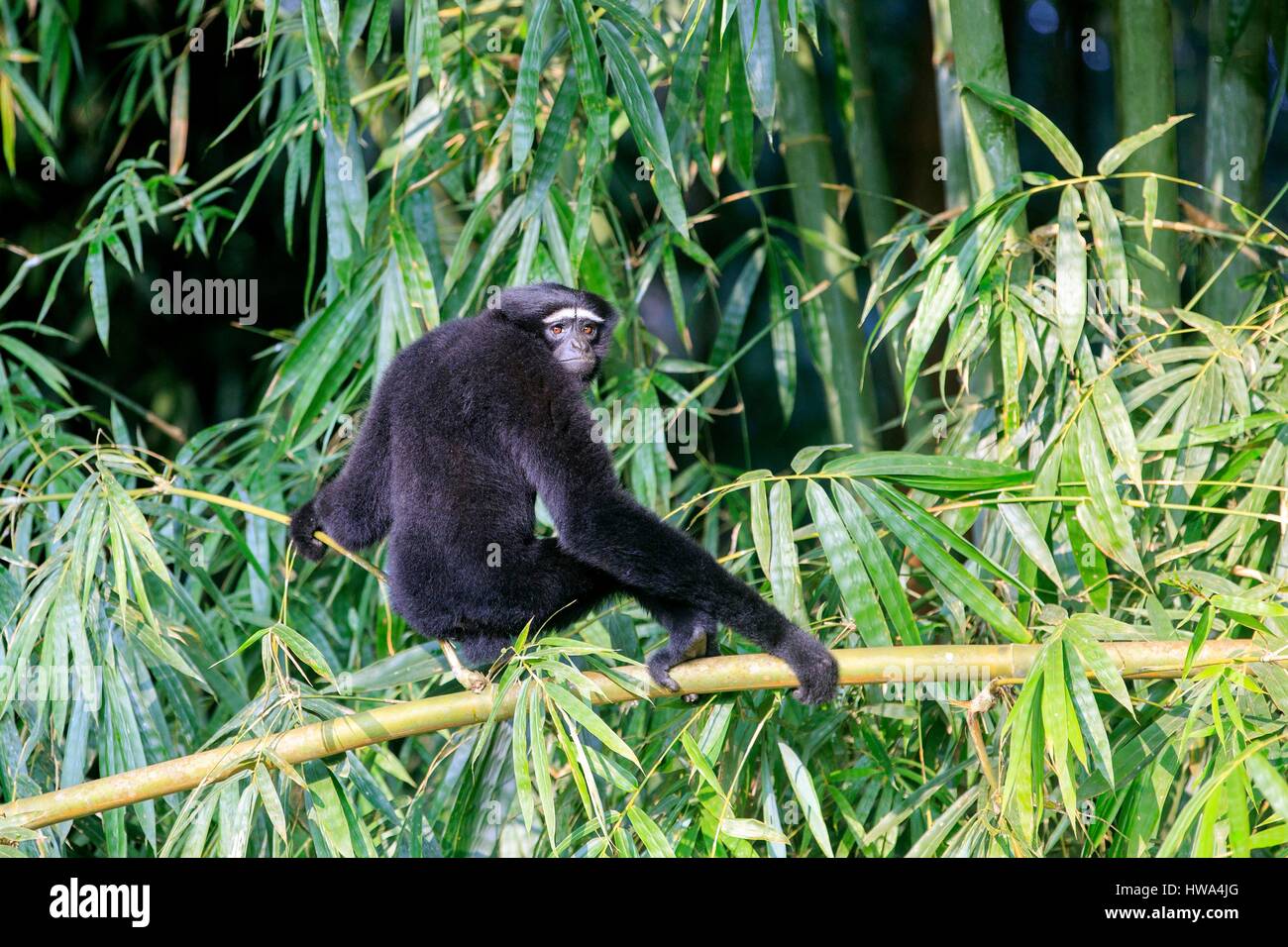 India, Tripura state, Gumti wildlife sanctuary, Western hoolock gibbon ...